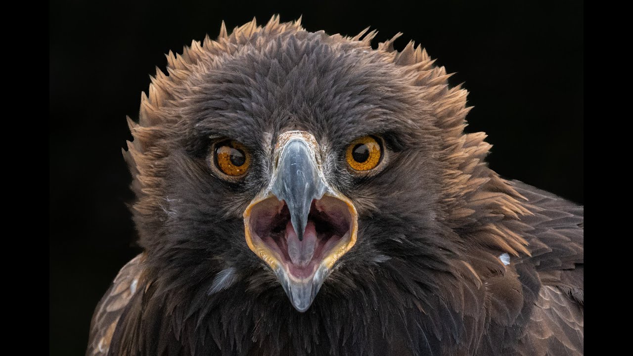 Nebraska Falconry, Harris Hawks take down bugs bunny @forkehausfalconry ...