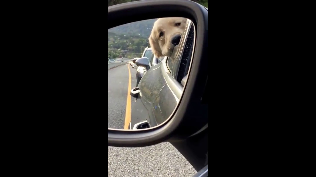 Puppy stuck in the traffic Dog Meme September 2017 - YouTube