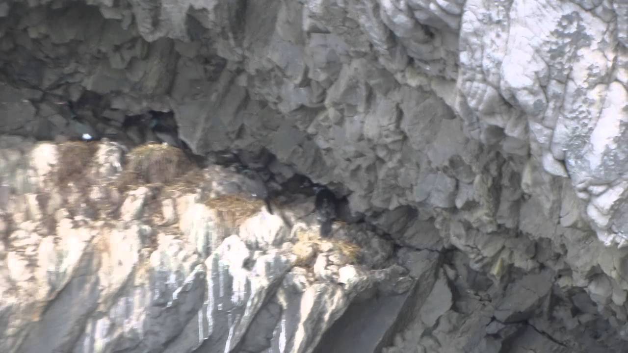 Birds Nesting In Crevice - Volcano Coast Exploration by Ocean Raft, MS ...