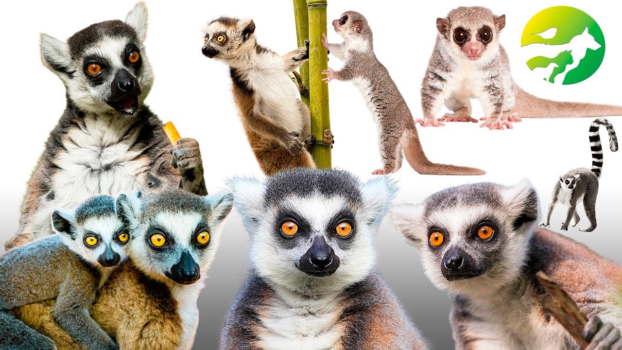 Learn The Lemur Classification - Characteristics of Animals - YouTube