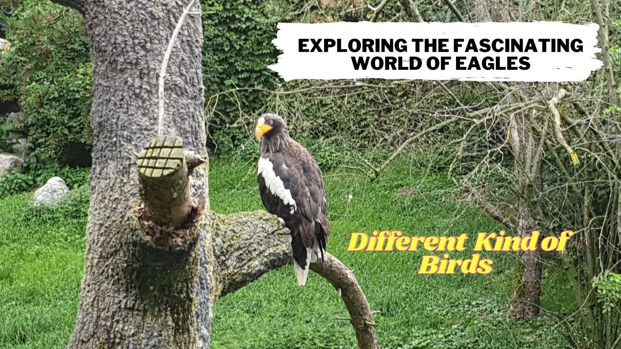 Discovering The Differrent Kind of Birds of Schmiding Zoo Austria - YouTube