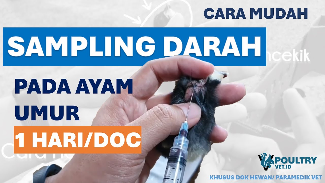 Cara Sampling Darah pada Ayam Day Old Chik - YouTube
