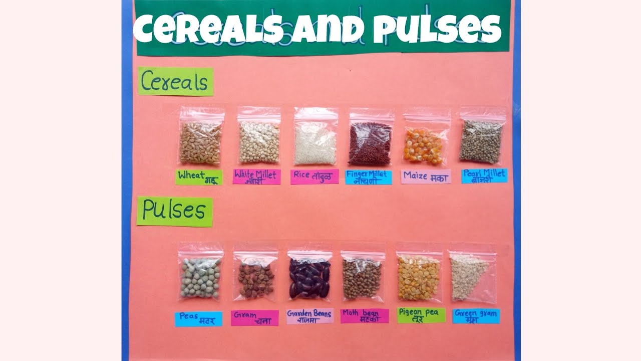Cereals and pulses Science TLM Science project on cereals and pulses # ...