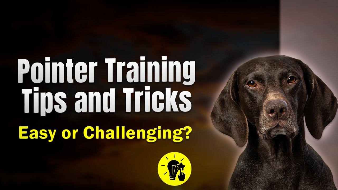 Pointer Training Tips and Tricks: Easy or Challenging? 🐾 - YouTube