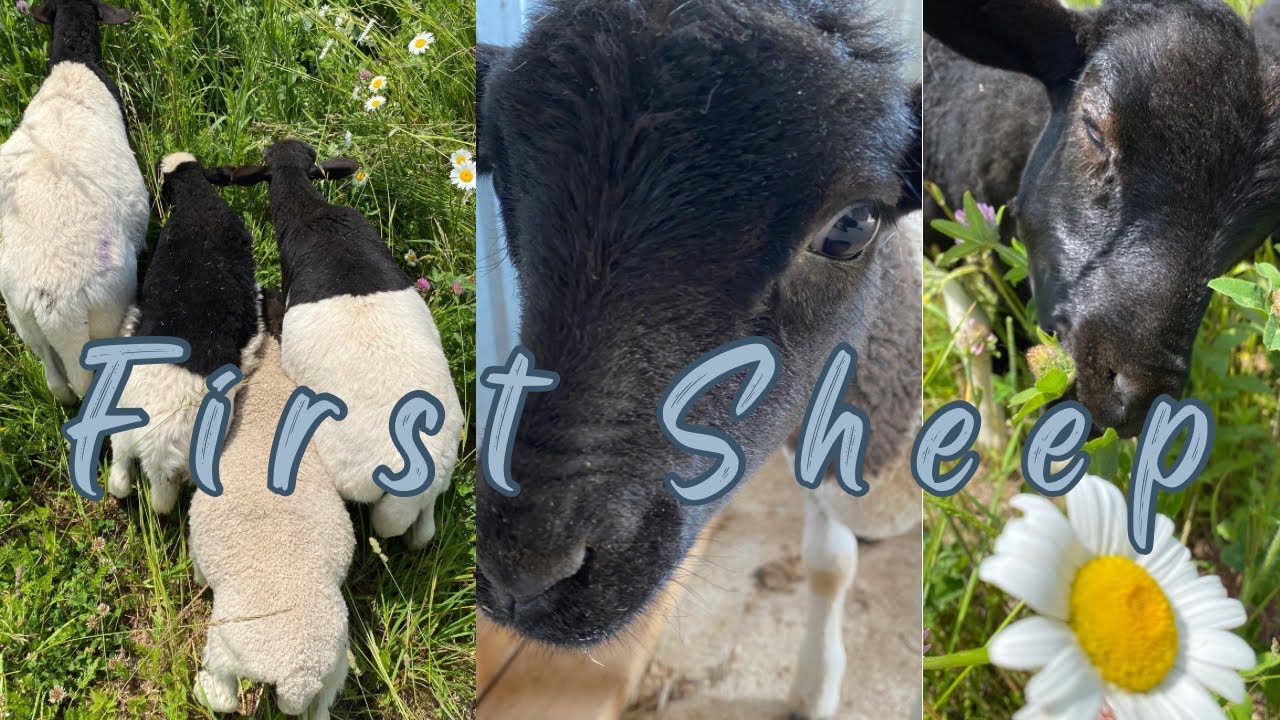 Our first Sheep Experience - YouTube