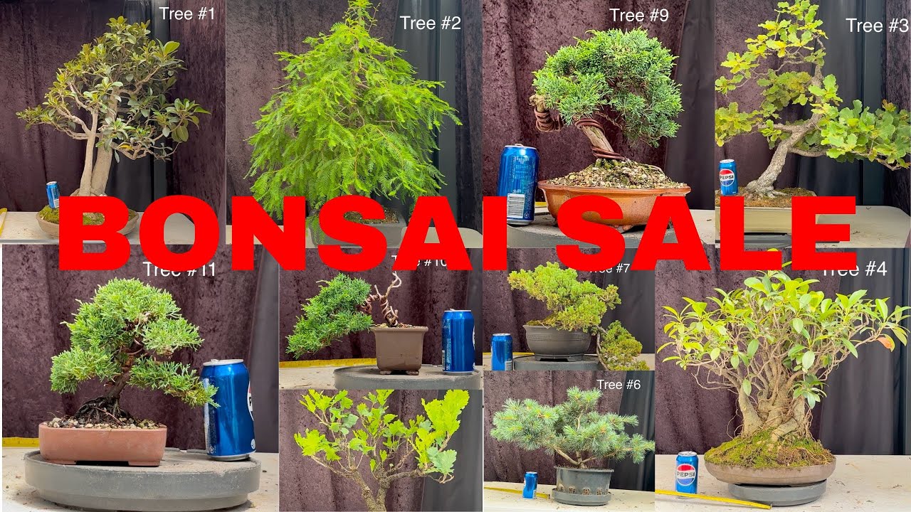 11 Must-See Bonsai for Sale: Quality Trees You’ll Love! Shimpaku Figs ...