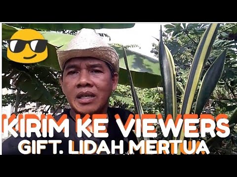GUS YADI / KIRIM GIFT LIDAH MERTUA KE VIEWERS - YouTube