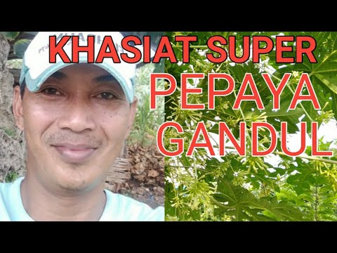 MENGENAL PEPAYA GANDUL || BERJUTA KHASIAT