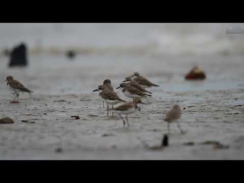 Sand Plovers