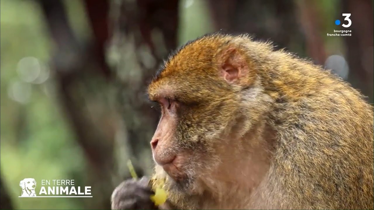 Reportage En terre animale - Octobre 2023 - YouTube