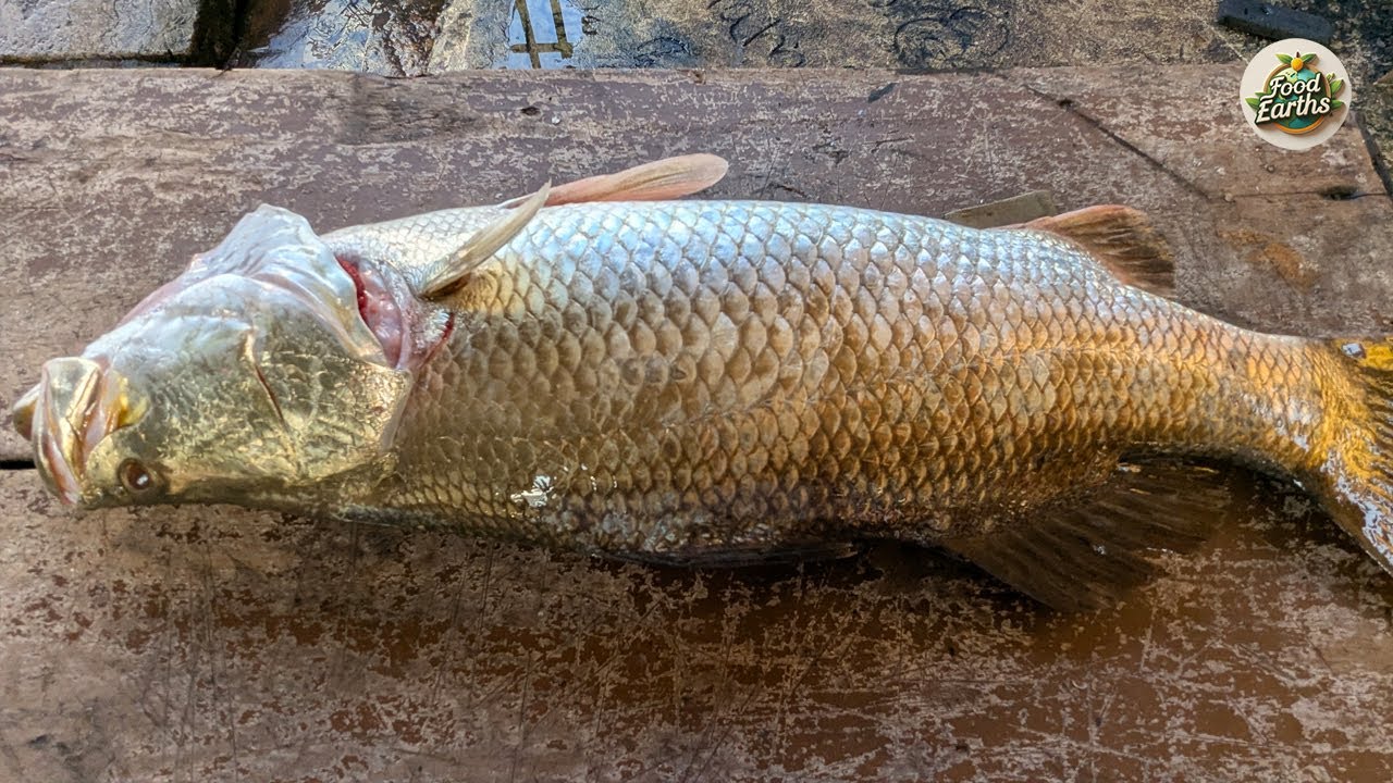 Unbelievable Barramundi Fish Cutting Skills – Watch This Expert Fillet ...