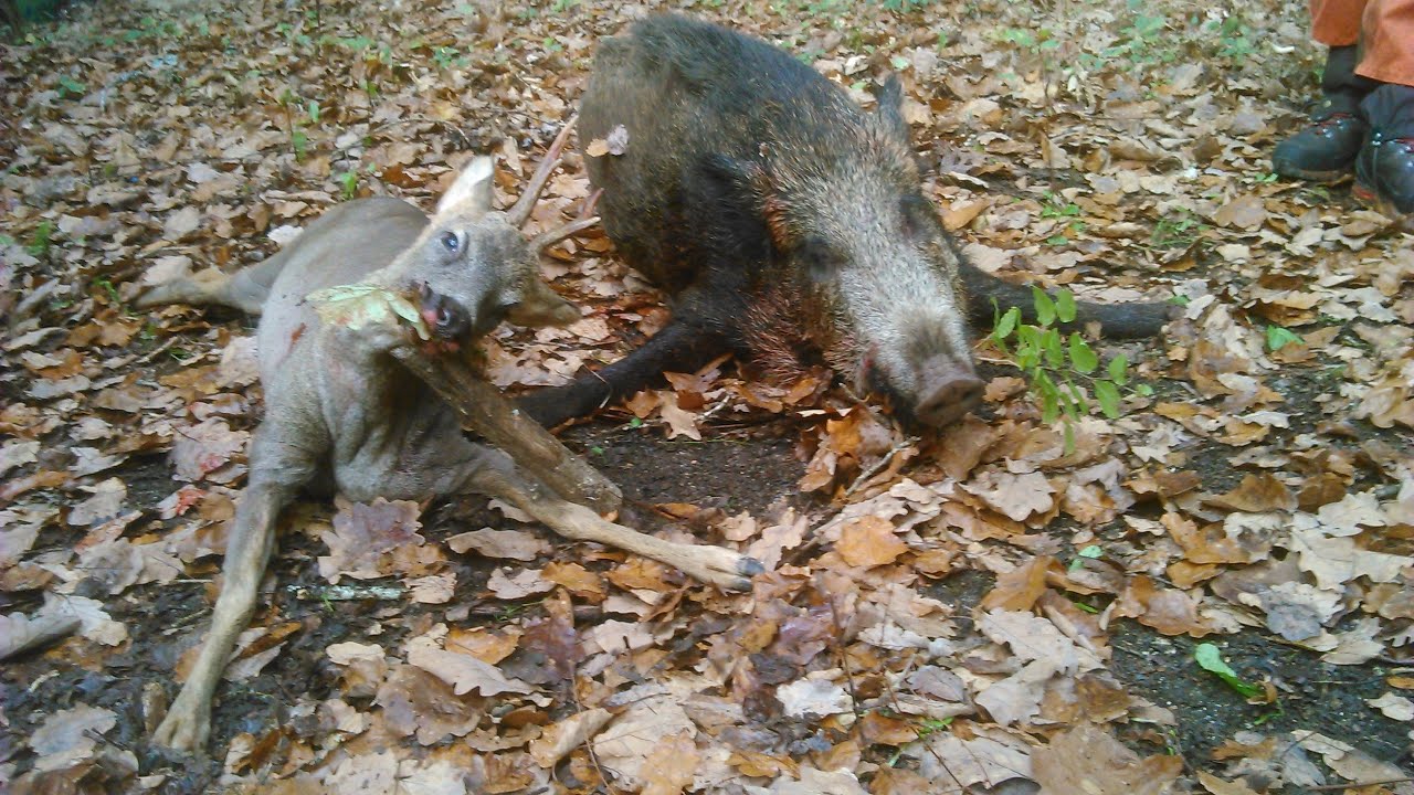 Prise sanglier 80 kg + tir d'un de 52 kg - YouTube