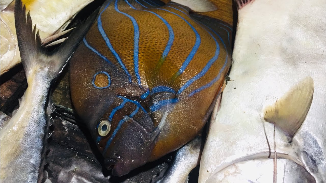 Sea Fish Of Saint Martin Island|Coxsbazar|Crab,Lobster|Saint Martin ...