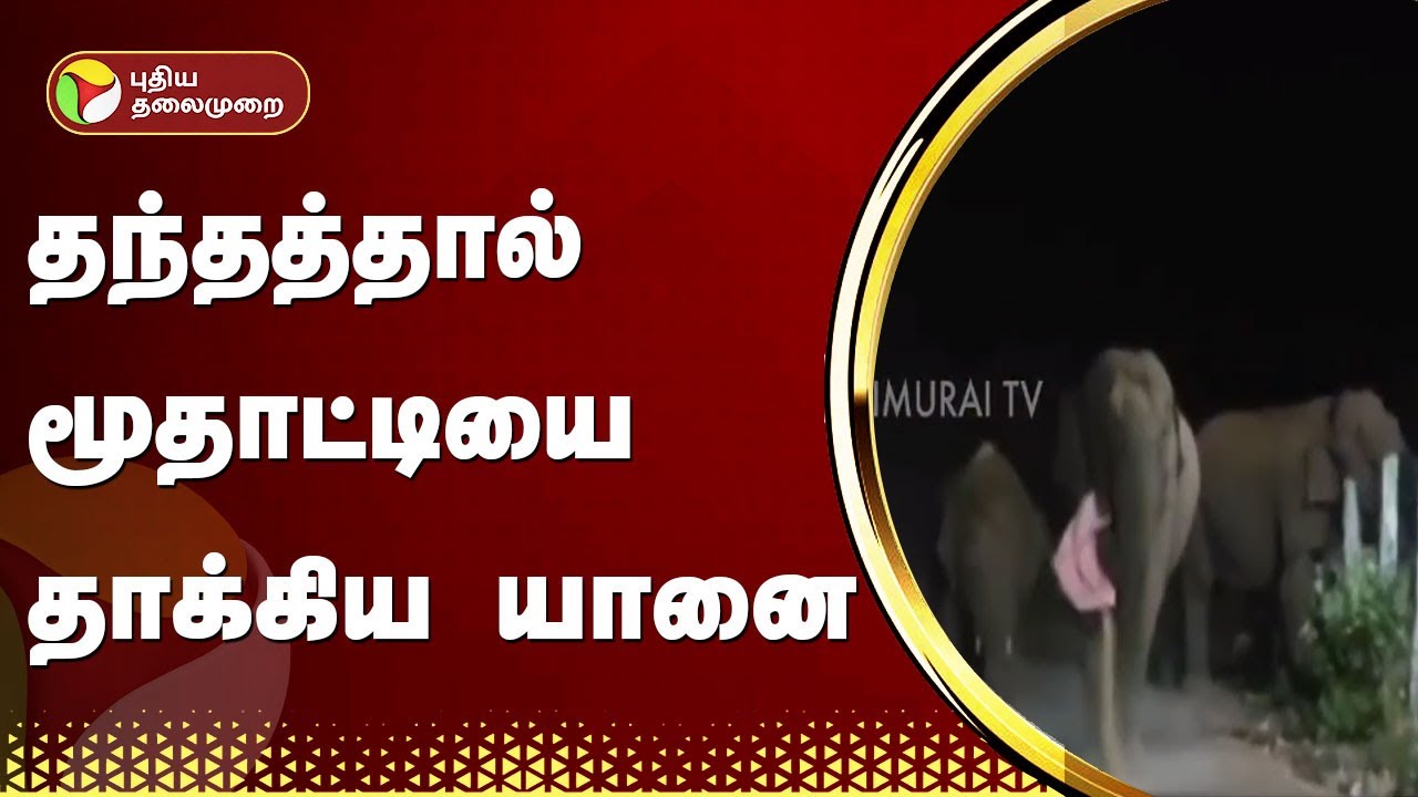 தந்தத்தால் மூதாட்டியை தாக்கிய யானை | KOVAI | Elephant | PTT - YouTube