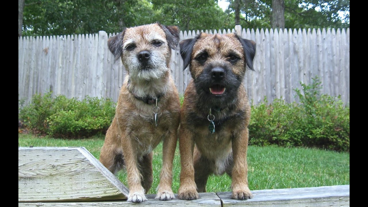 Border Terriers Two's A Crowd: THE SEQUEL - YouTube