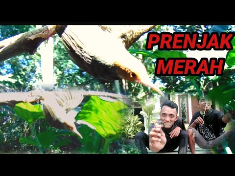 Trik pikat burung kecil // prenjak merah MENYERAH oleh trik ARIF CHANNEL
