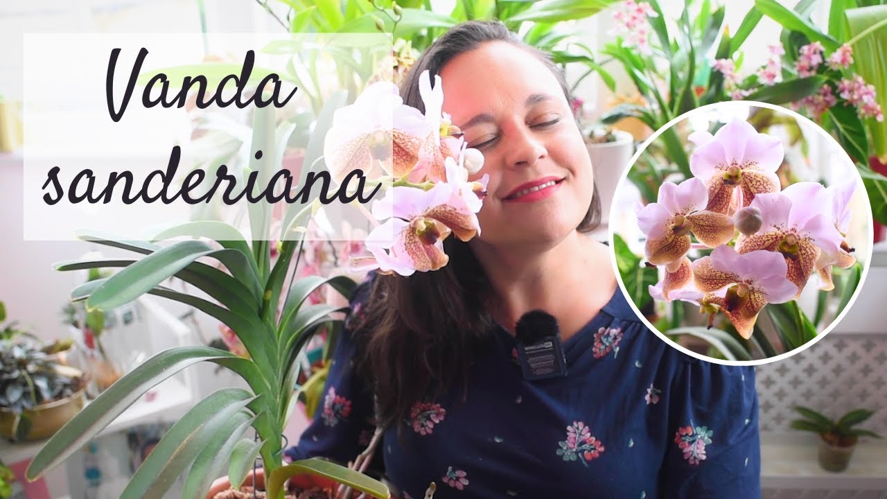 How to grow and care for Vanda Sanderiana 🌸 - YouTube