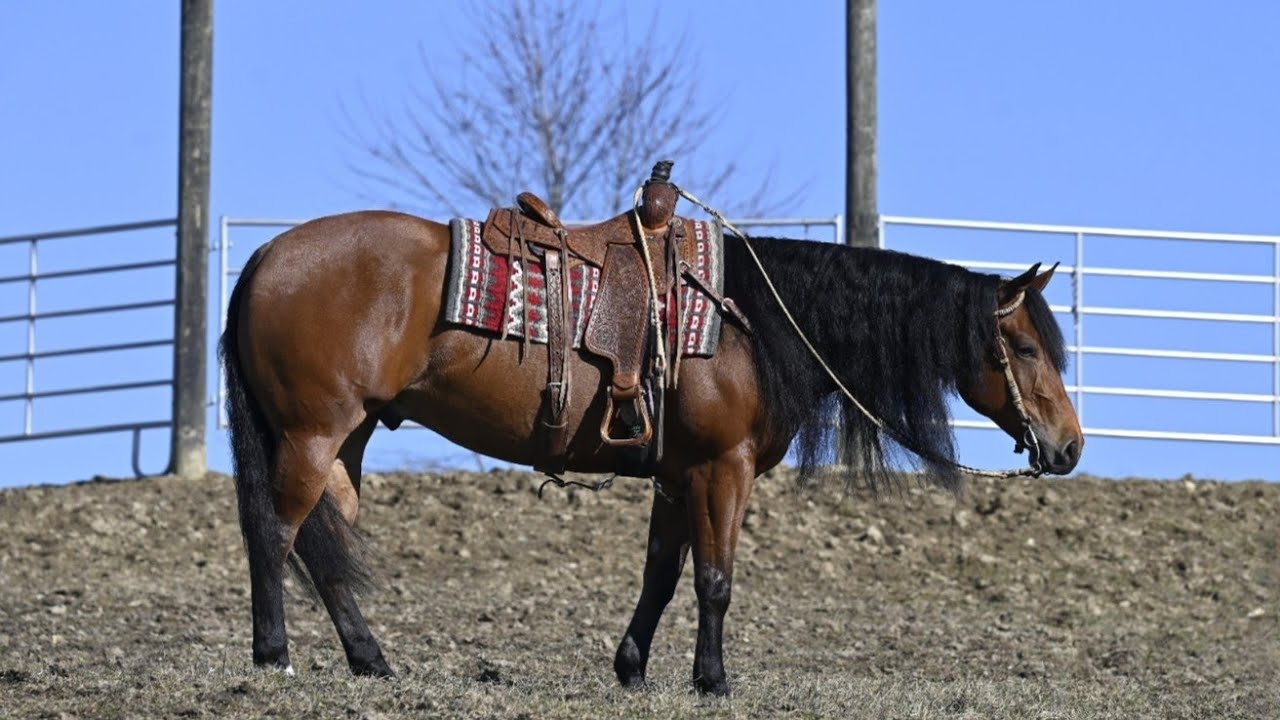 Bentley Hip #28 offered by Triple R Stables @ The Southern Belle ...