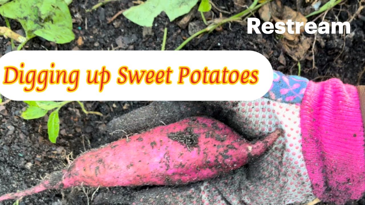 Digging Up Red Sweet Potatoes 🍠 - YouTube
