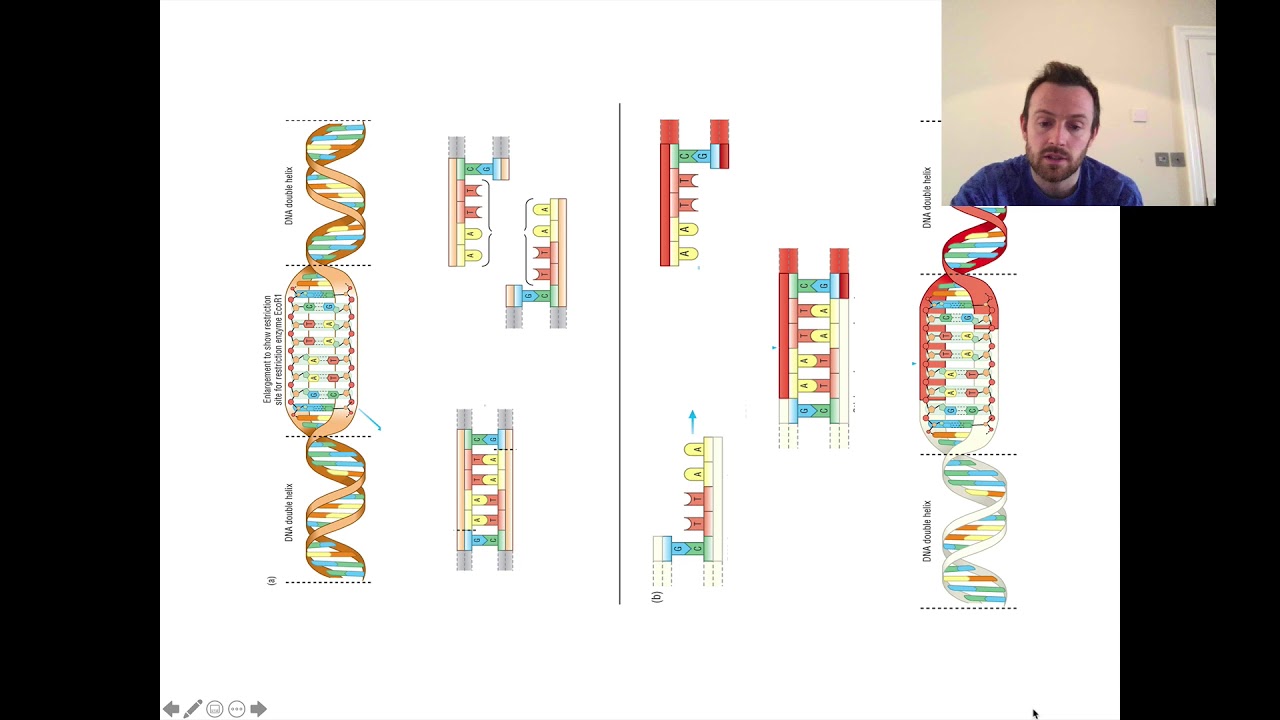 Genetic Engineering (OCR A Level Biology 6.3.6) - YouTube
