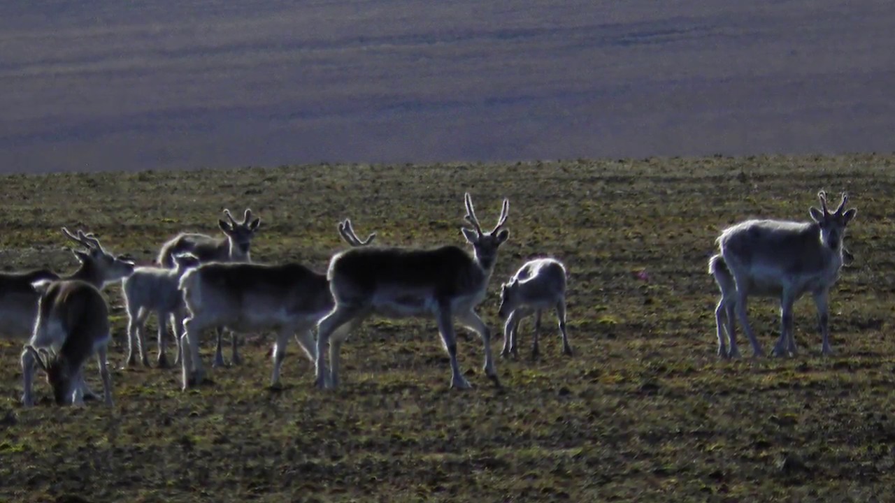 Peary Caribou