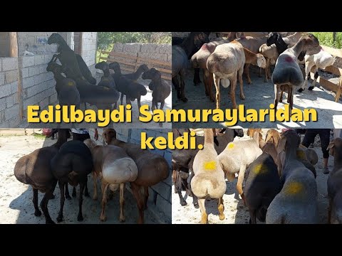 Edilbay qõchqorlar, boqma va zotga sõraganlarga ☎️+99895.030.10.20 🚶27. ...