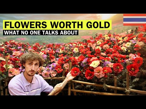 TAYLAND'DA AFYONUN YÜKSELİŞİ VE DÜŞÜŞÜ: Neler Değişti?