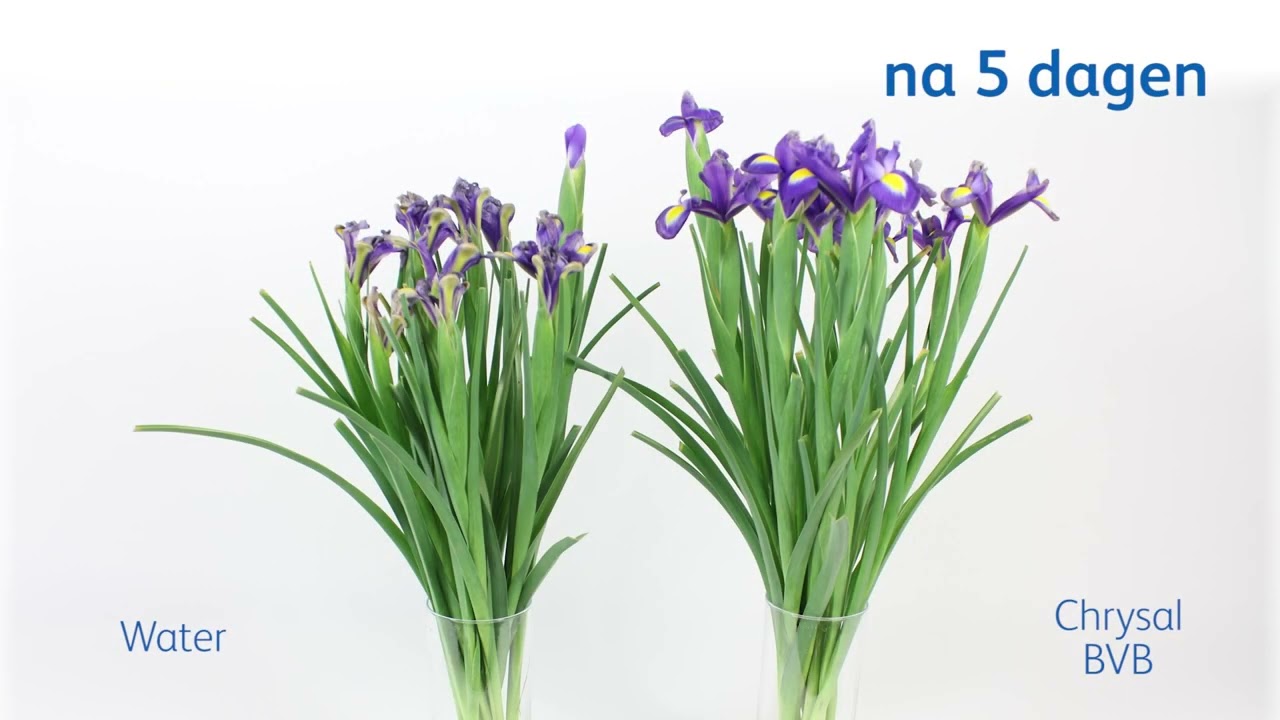 Het effect van Chrysal BVB - YouTube