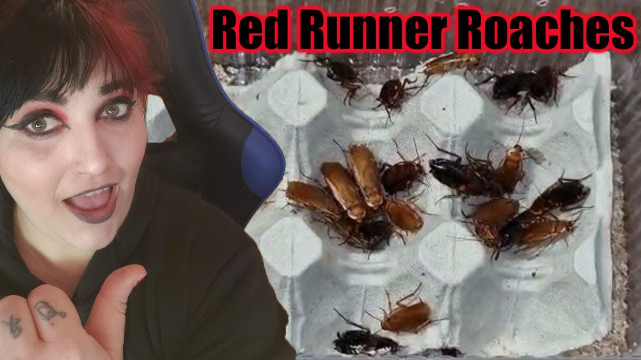 Setting Up A Red Runner Roach Colony & Breeding - YouTube