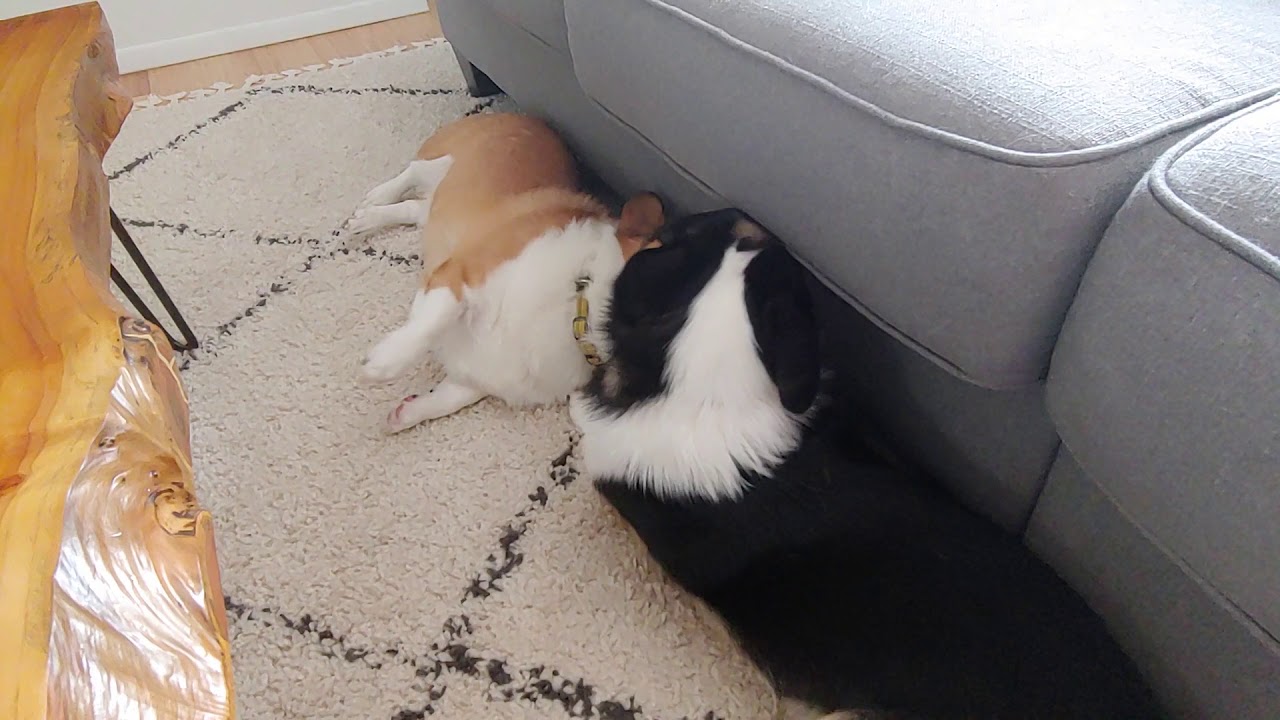 Lazy corgi fight - YouTube