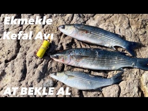 Kıbrıs Takımı ile Kefal Avı - At Bekle Al