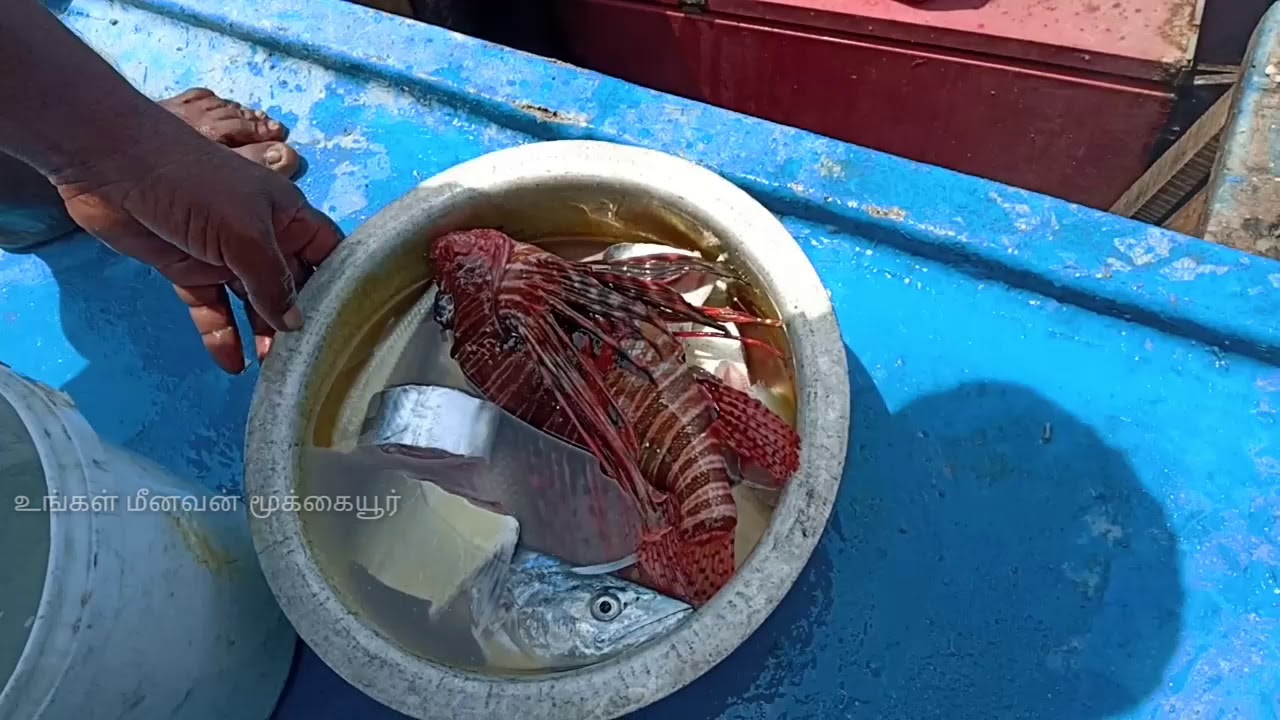 பானி புயலுக்கு பிறகு மீன் பிடிக்க போறோம் / Going for fishing after fani ...