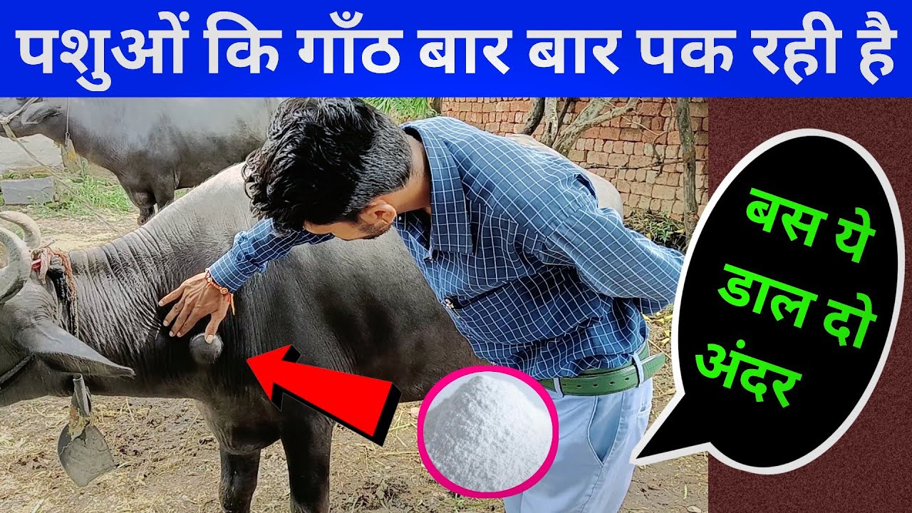 Pashu ke gale mein ganth ka ilaaj | पशु के गले में गांठ का इलाज ...