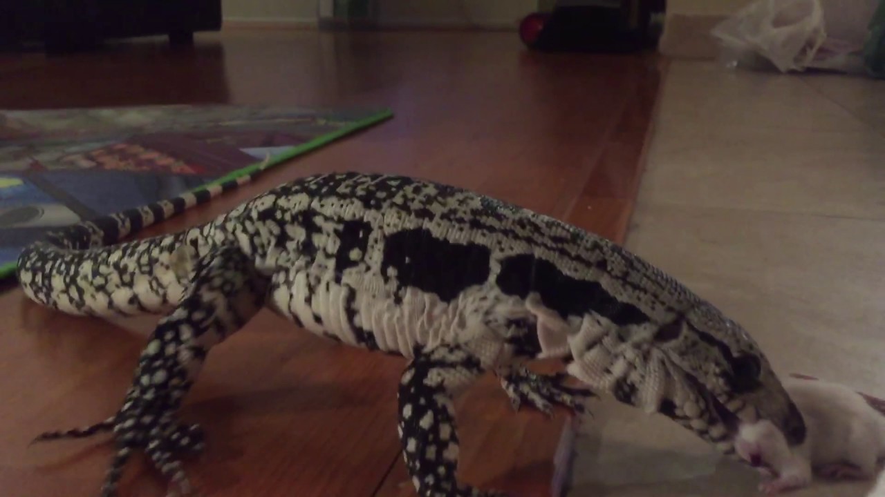 Blue Tegu Bloody Mice - YouTube