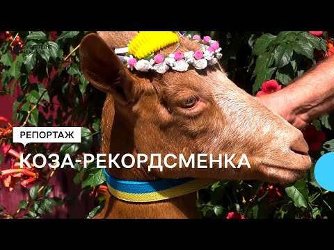 Понад 9 літрів молока за день: чим особлива коза Аліса, що живе на фермі на Прилуччині