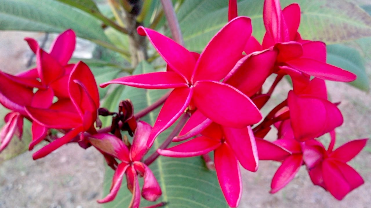 Red Champa Flower Plant | Best Flower Site