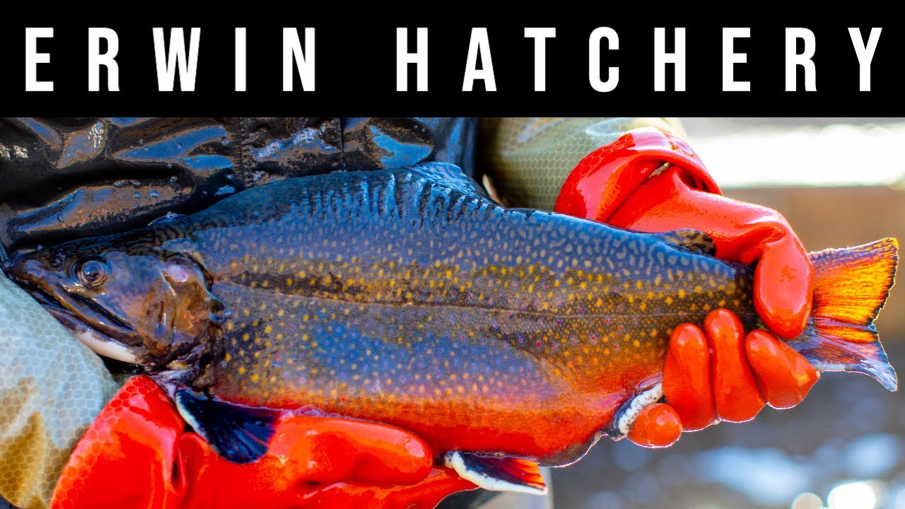 Inside a fish hatchery - YouTube