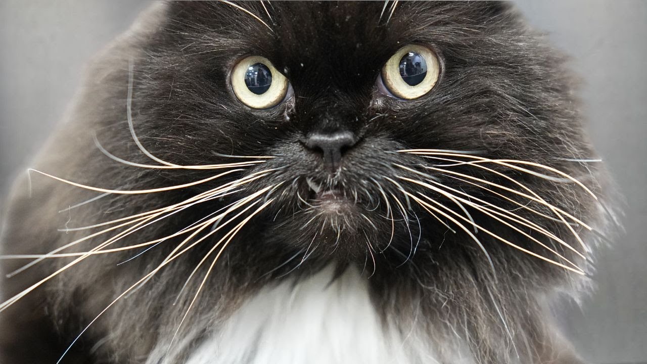 Introducing A New And RARE Cat Breed...the Angry Snaggletooth Tiger 😅 ...