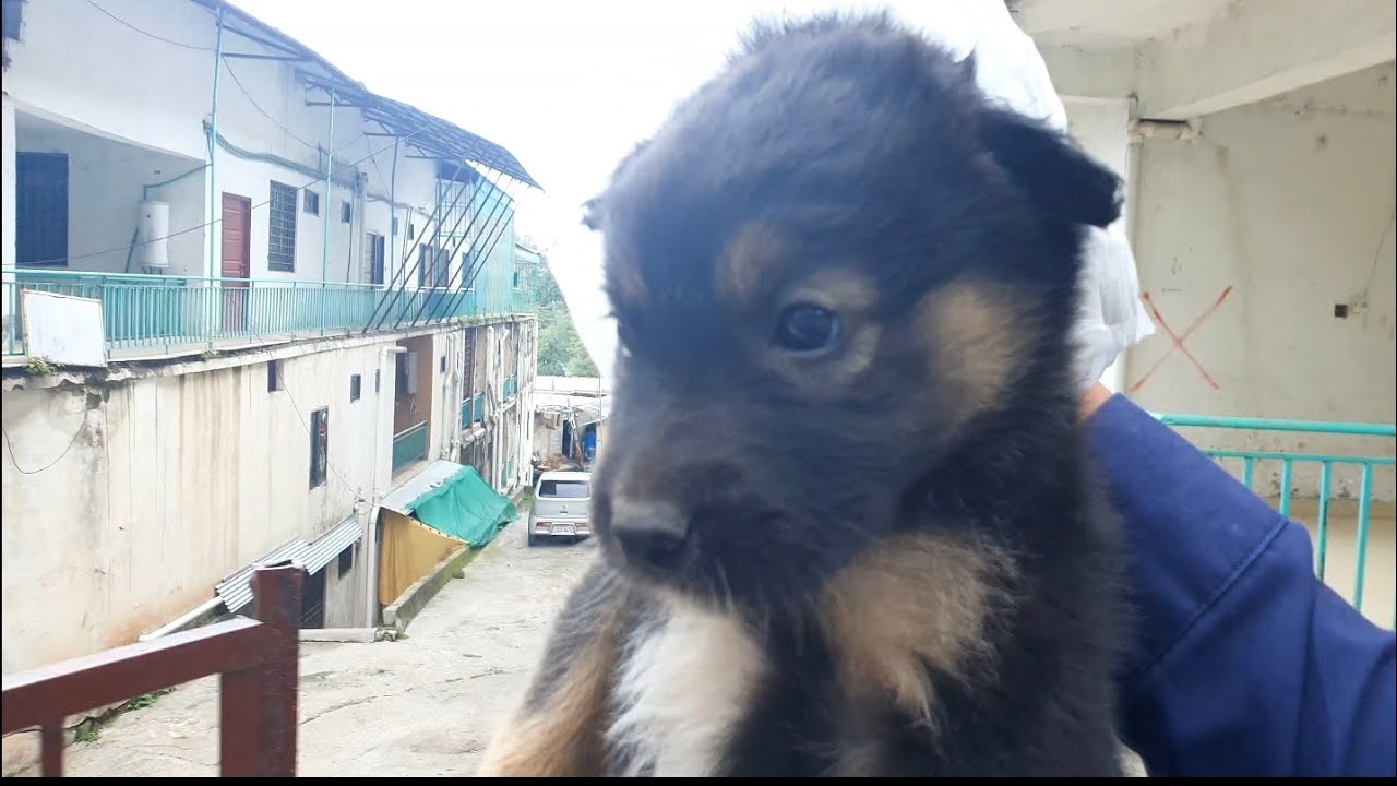 Daraz Vala German Shepherd 😂😂 | Must watch Till end | SFZee Vlogs - YouTube