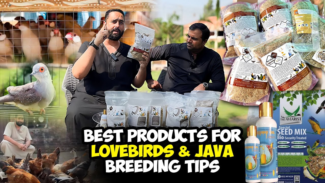 Best Products For Lovebirds & Java Breeding Tips - YouTube