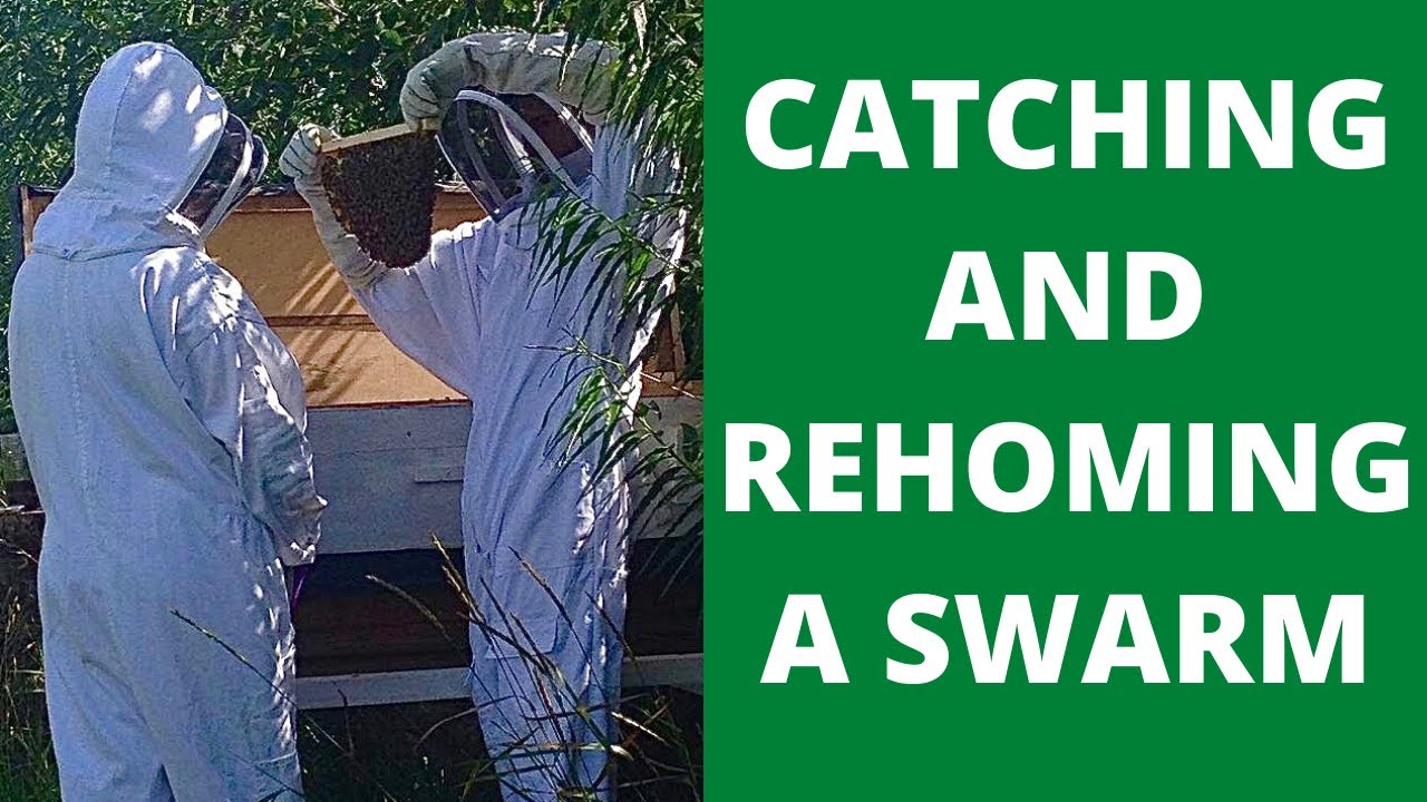 HOW TO CATCH A SWARM OF BEES: Capture and re-home a swarm of honey bees ...