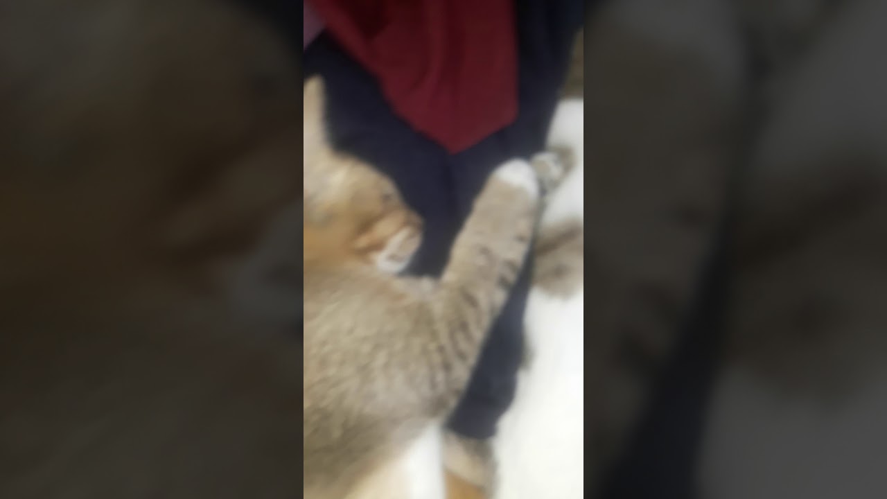 Kucing tidur - YouTube