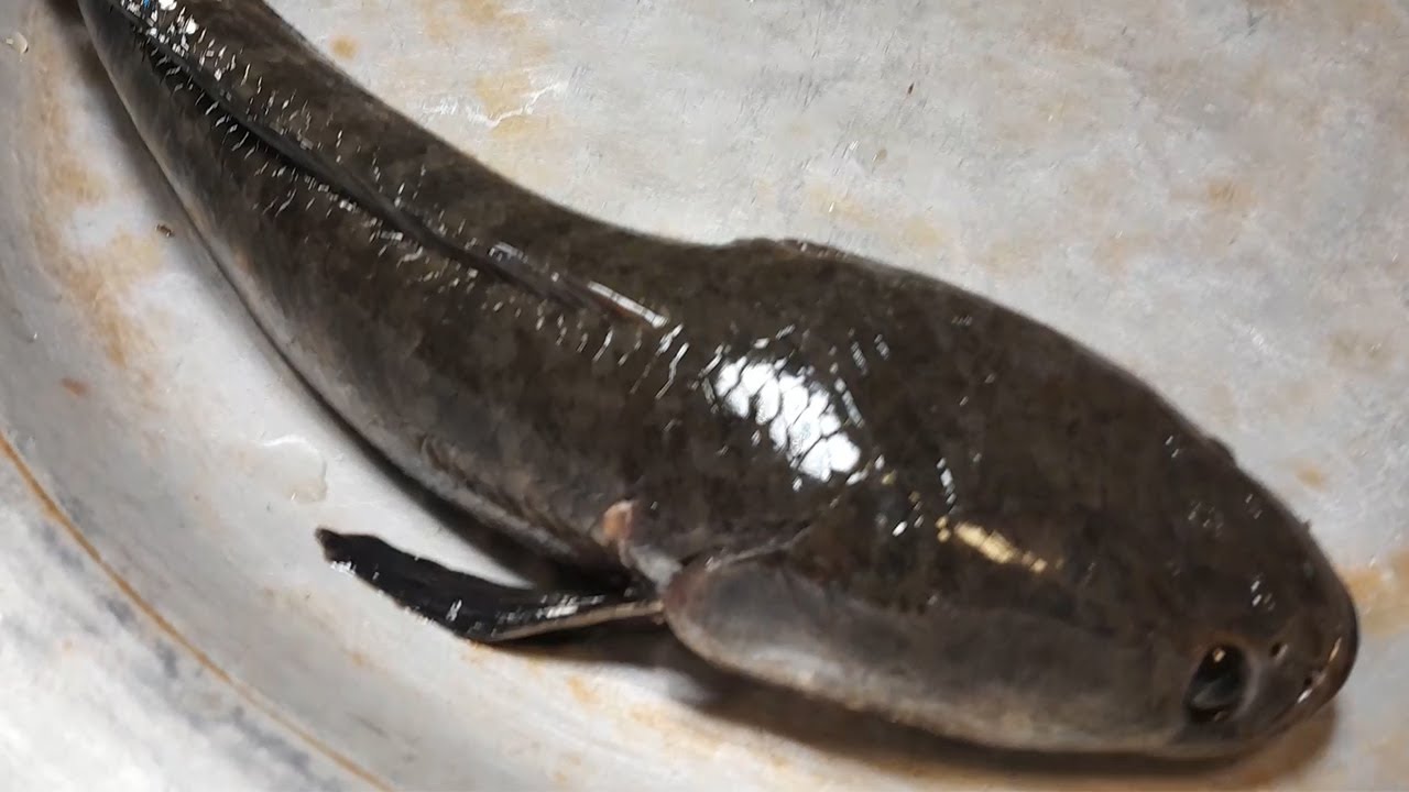 Big Sole Fish Cutting Video | Amazing Fish Cutting Skills | Bangla Fish ...