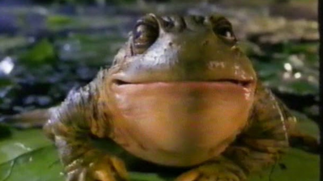 Here’s What Happened To The Iconic Budweiser Frogs - YouTube