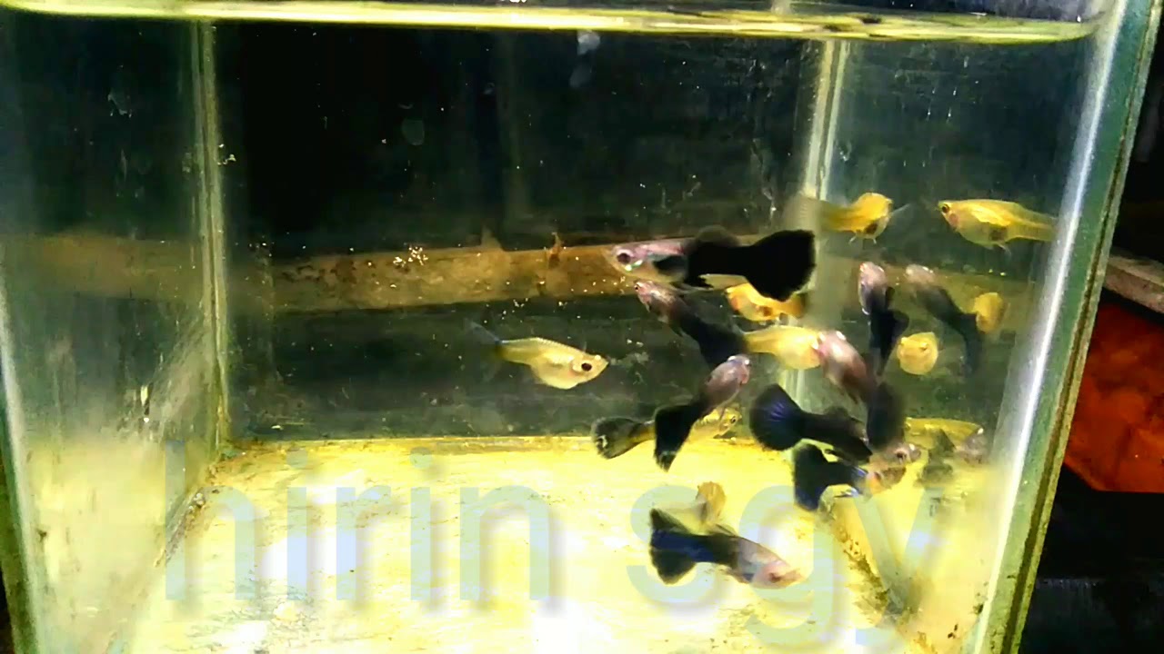 Guppy blue diamond, guppy cantik dan berkilau - YouTube