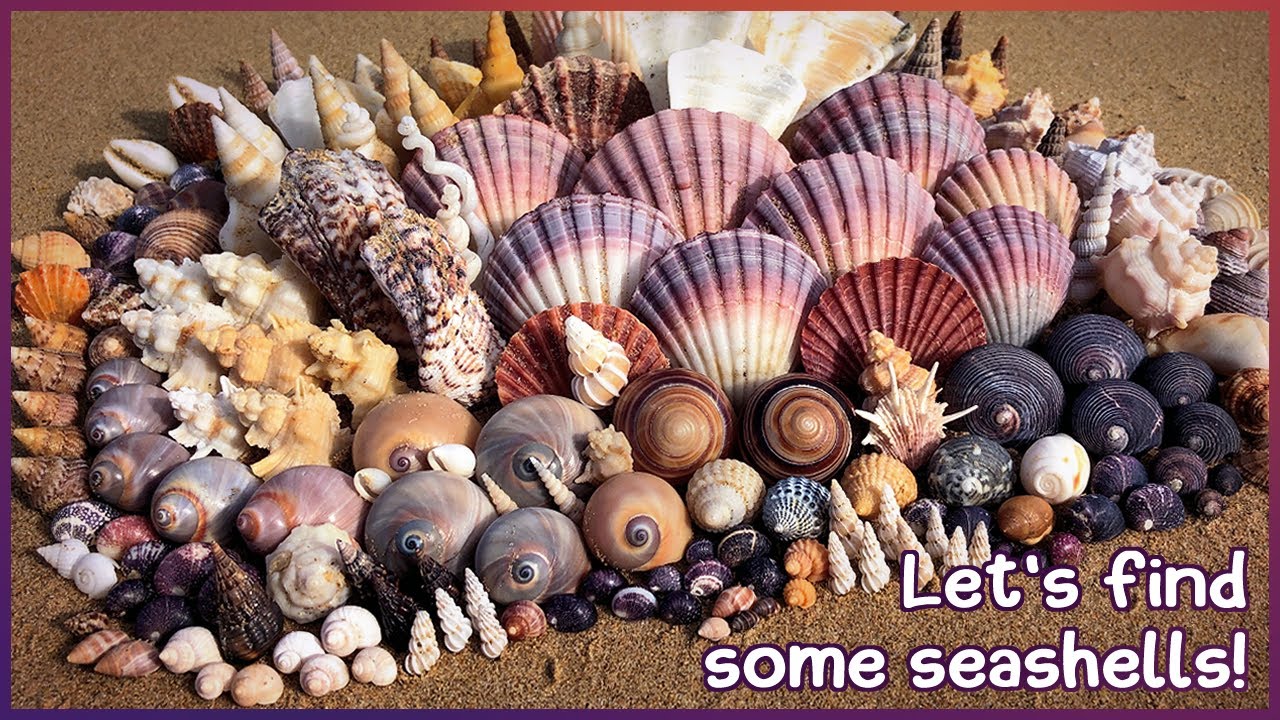 Finding Seashells in the Mangroves | Wentletraps & Thorny Oyster # ...