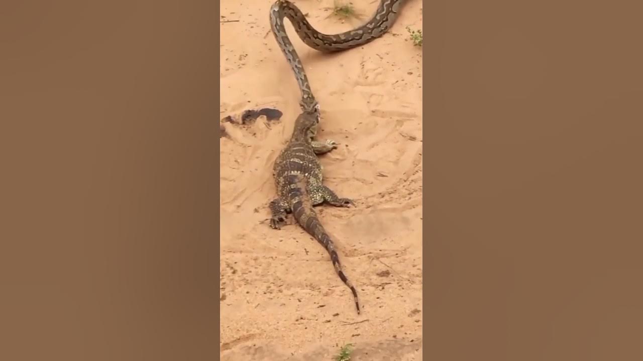 Snake vs crocodile | snake video #animals - YouTube