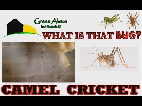 Why So Many Camel Crickets