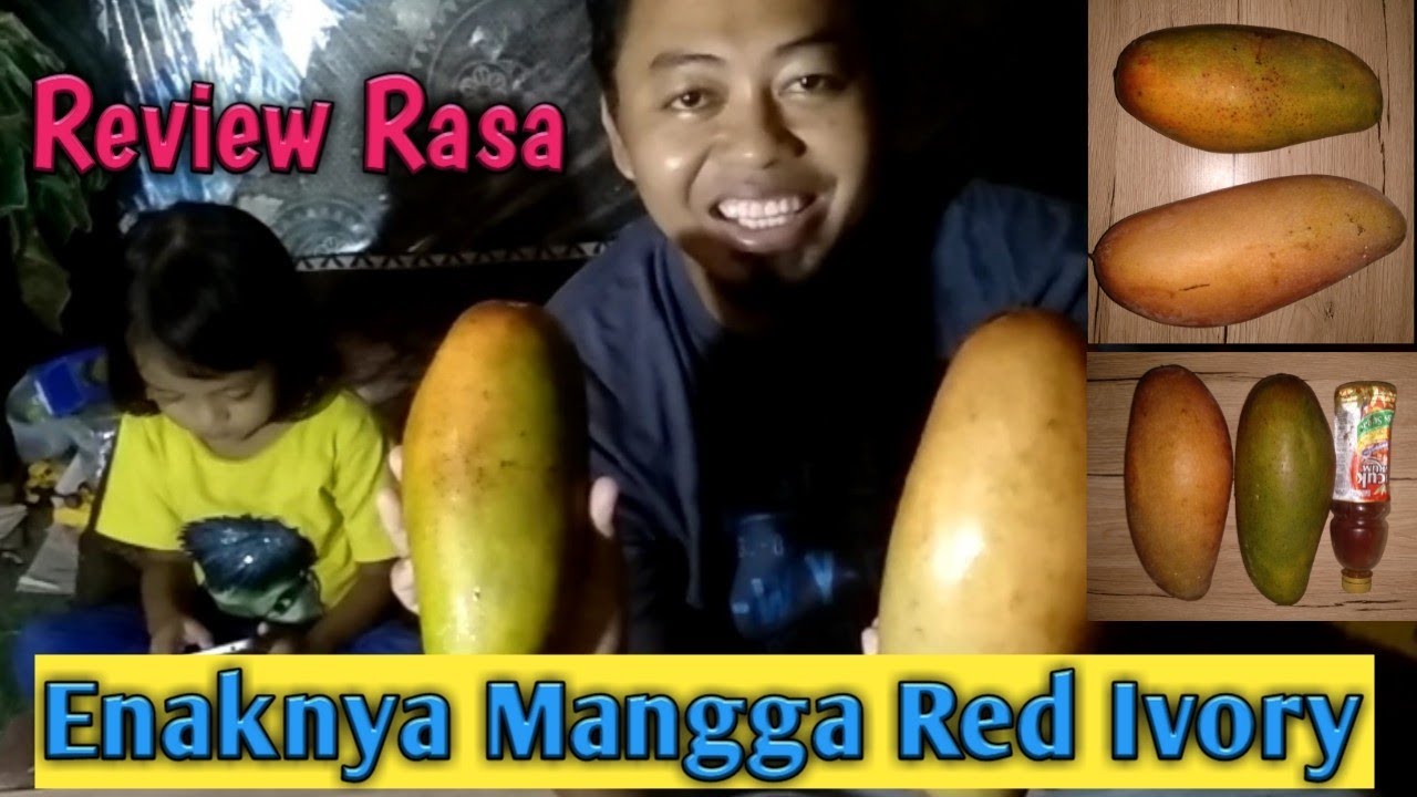 Review Jujur Mangga Red Ivory Yang Sangat Fenomenal|Manisnya Mangga Red ...