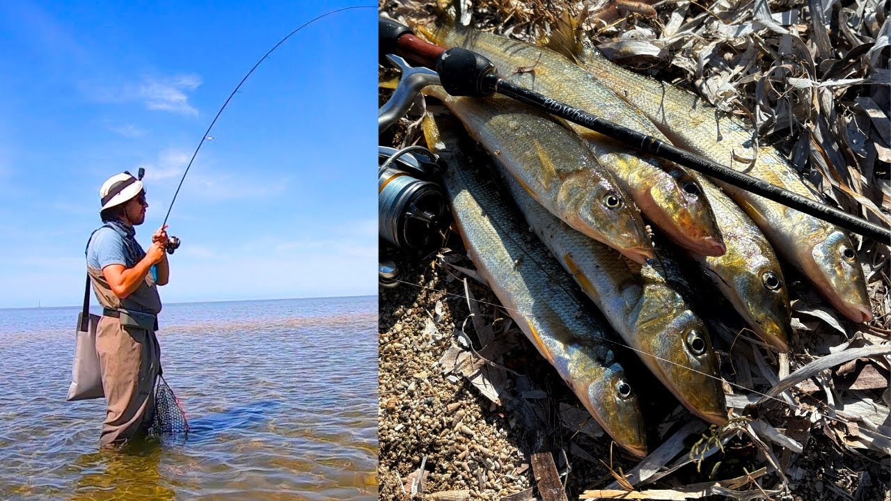 YELLOWFIN WHITING Fishing In a South Australian HOTSPOT - YouTube